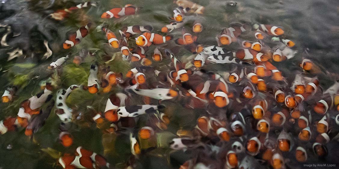 Exploring Proaquatix: What Breeding Designer Clownfish Involves - Water ...