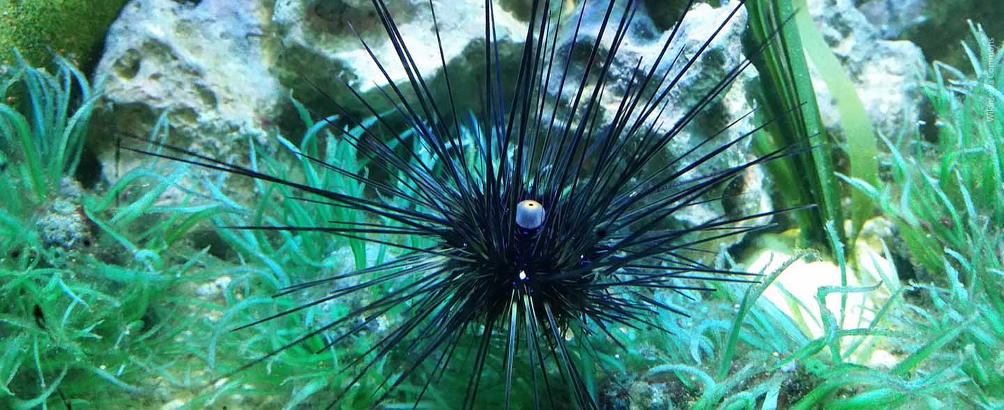 Long-Spined Sea Urchin: The Unsung Hero of Healthy Coral Reef ...