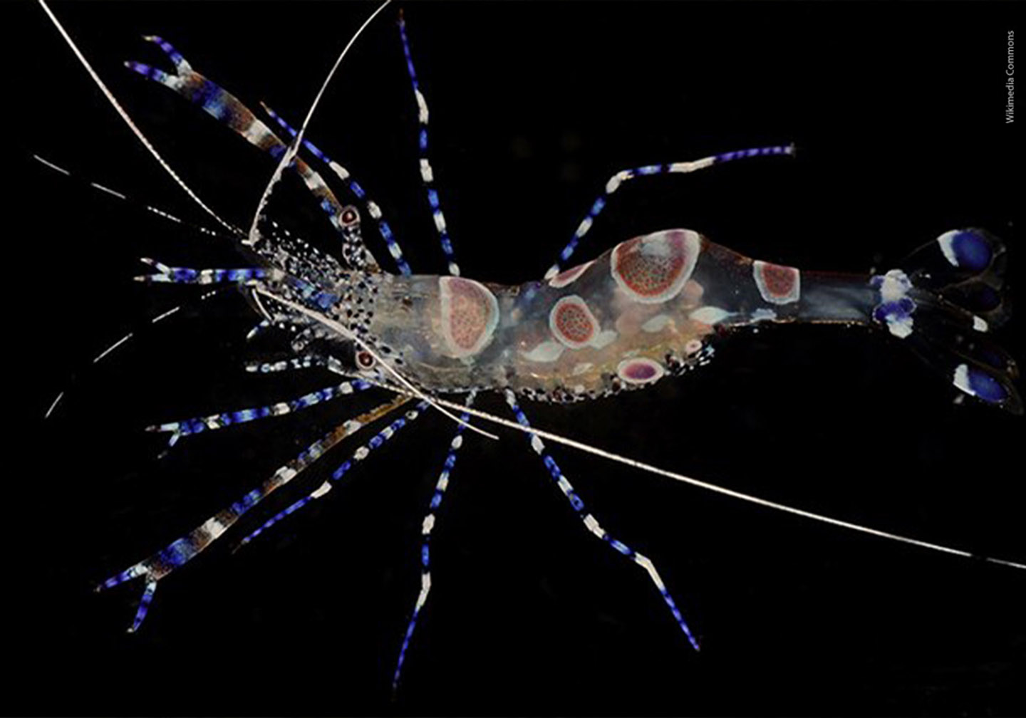 The Spotted Shrimp and its fascinating symbiotic interactions with sea ...